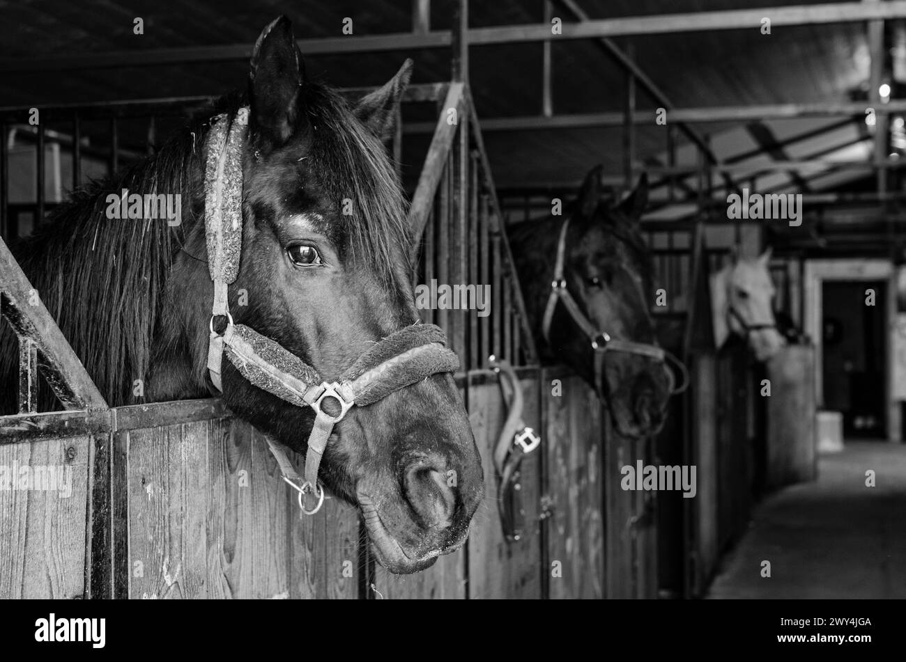 Horses face detail Black and White Stock Photos & Images - Alamy