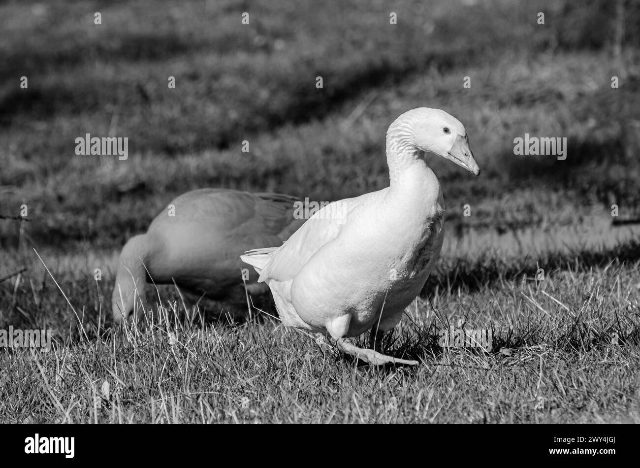 Rural countryside farm yard Black and White Stock Photos & Images - Alamy