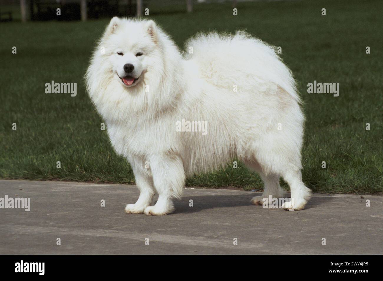 Samoyed dog inside hi-res stock photography and images - Alamy