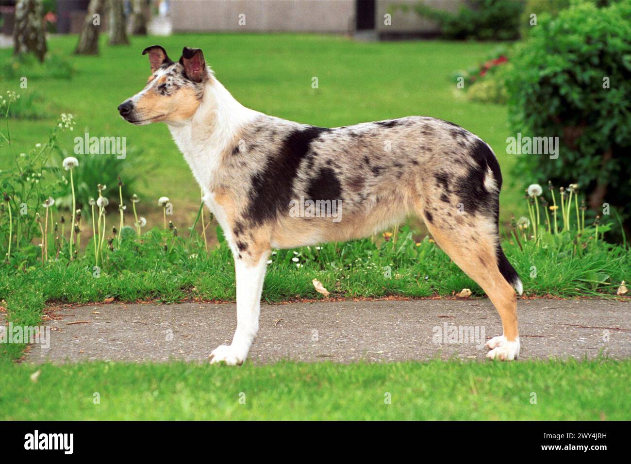 White background smooth collie hi-res stock photography and images - Alamy