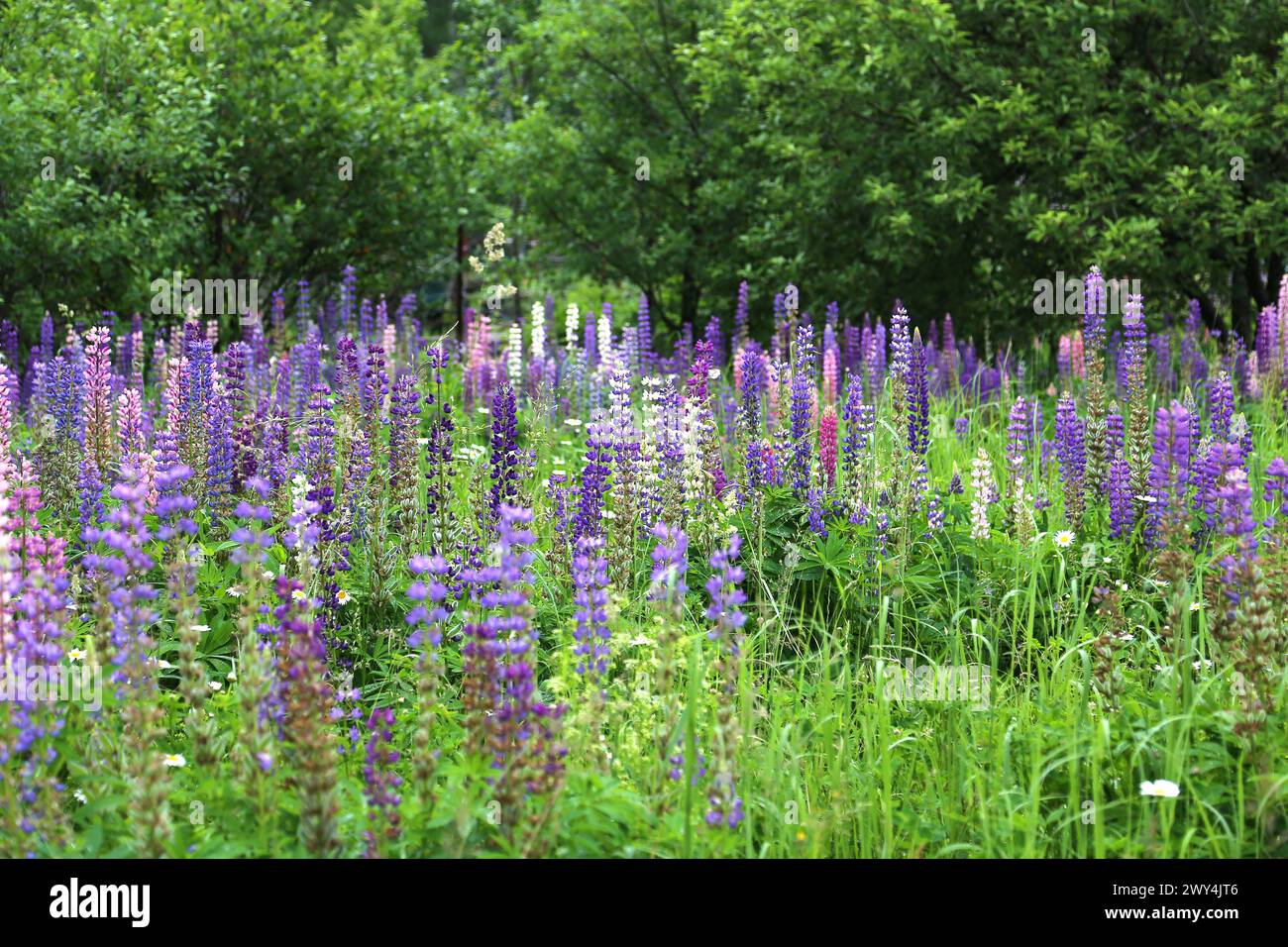 Summer natural landscape wild growing hi-res stock photography and ...