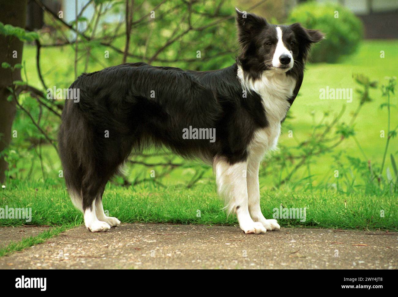 Border Collie Stood Sideways Stock Photo - Alamy