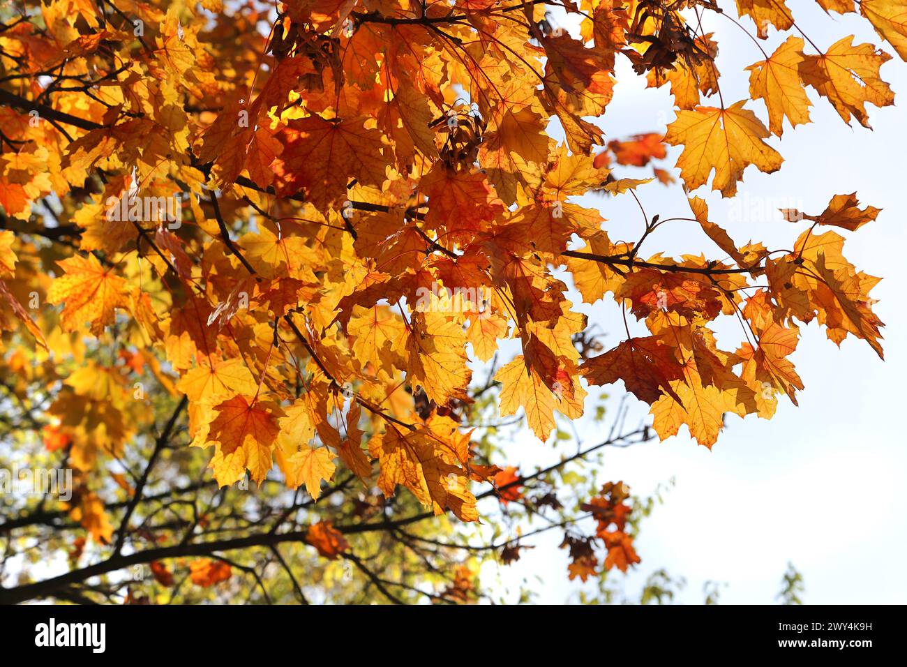 Vibrant maple tree branch hi-res stock photography and images - Alamy