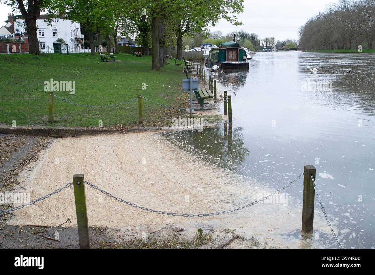 Datchet, Berkshire, UK. 4th April, 2024. Sewage floats on the River ...