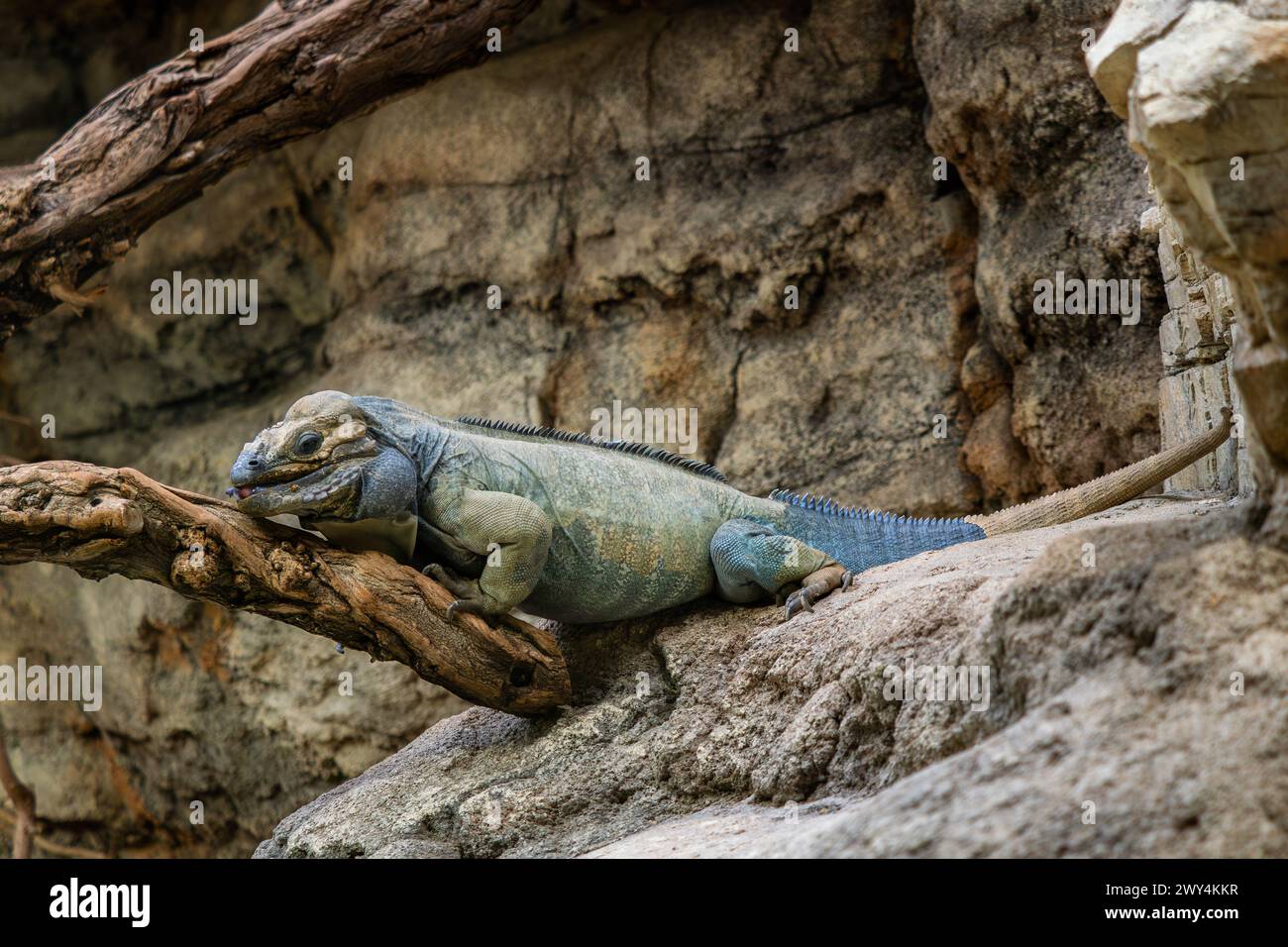Horned Ground Iguana - Cyclura cornuta, endangered unique large ground ...