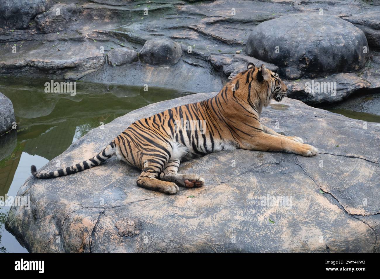 An adult Sumatran Tiger (Panthera tigris sumatrae) posing on the top of ...