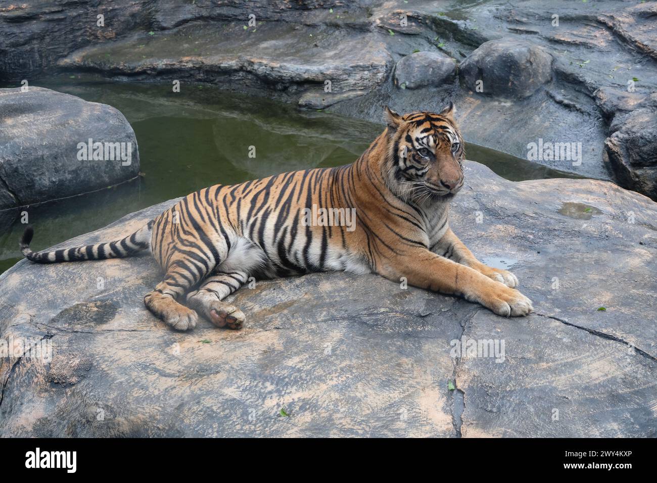 Worlds Smallest Tiger The Sumatran Tiger – Smallest Tiger