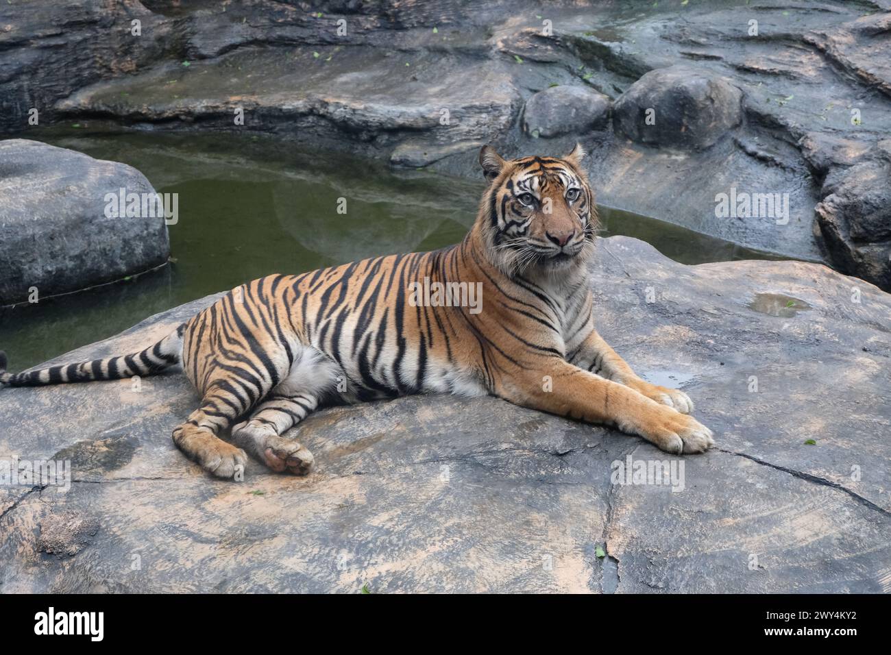 An adult Sumatran Tiger (Panthera tigris sumatrae) posing on the top of ...