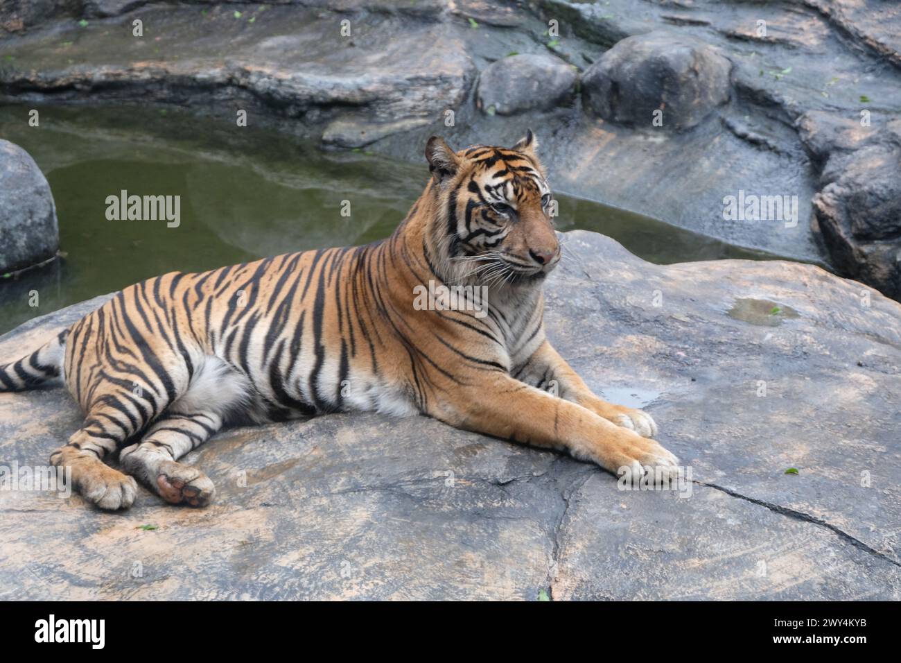 An adult Sumatran Tiger (Panthera tigris sumatrae) posing on the top of ...