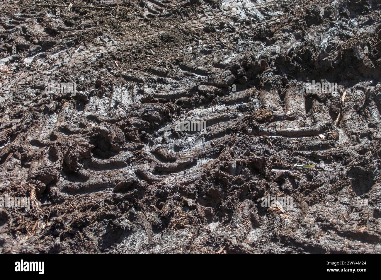 Extremely thick wet mud with many heavy vehicle tyre tracks. Sodden ...