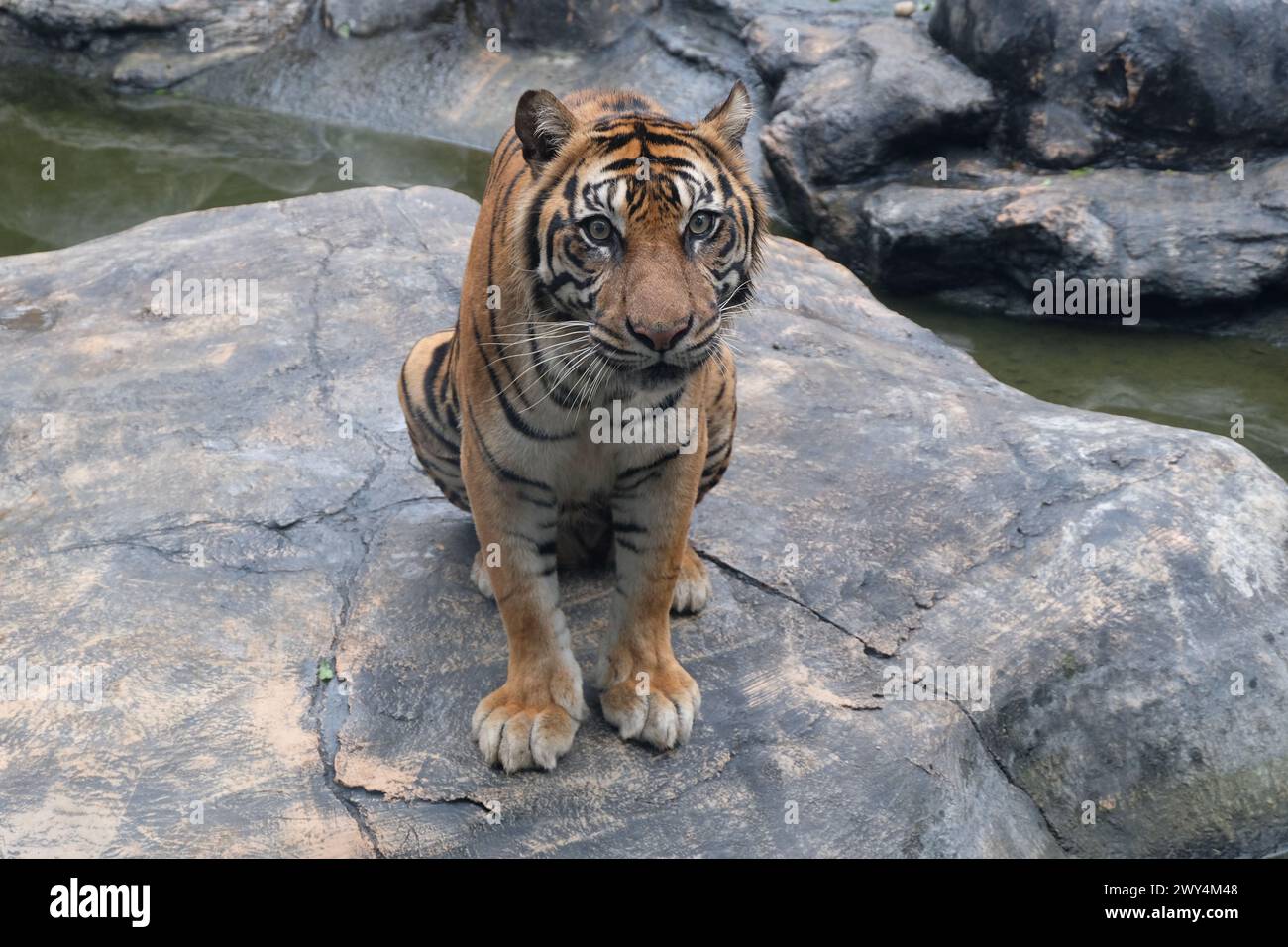 An adult Sumatran Tiger (Panthera tigris sumatrae) posing on the top of ...