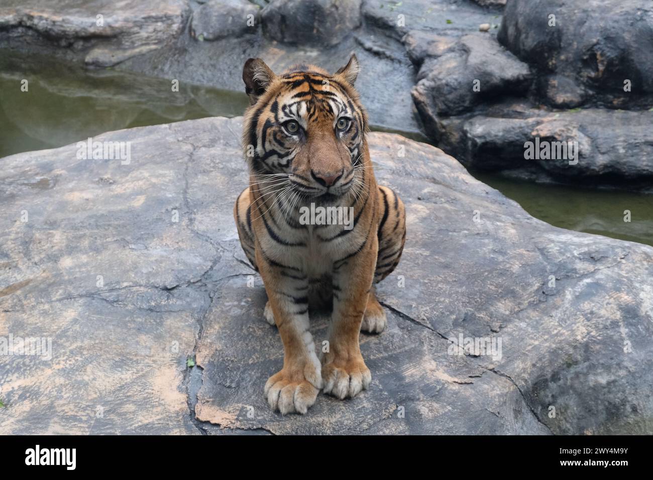An adult Sumatran Tiger (Panthera tigris sumatrae) posing on the top of ...