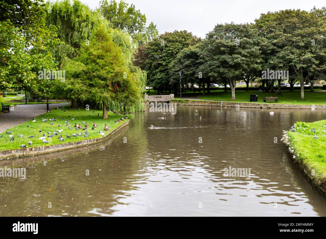 Trees around a section of a lake in Trenance Gardens in Newquay in ...