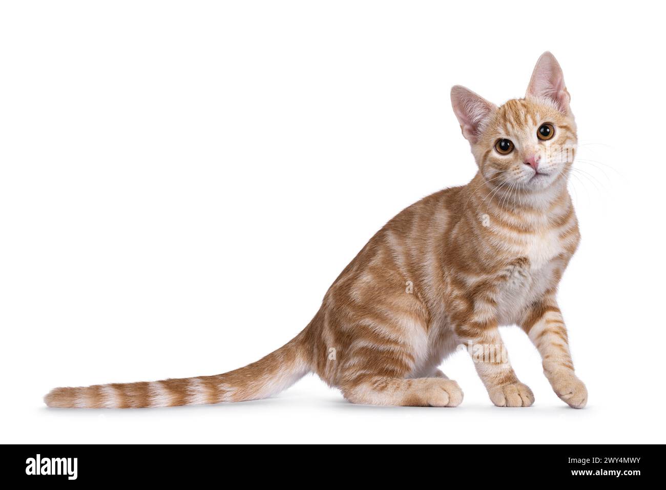 Cute European Shorthair cat kitten, sitting side ways. Looking towards ...
