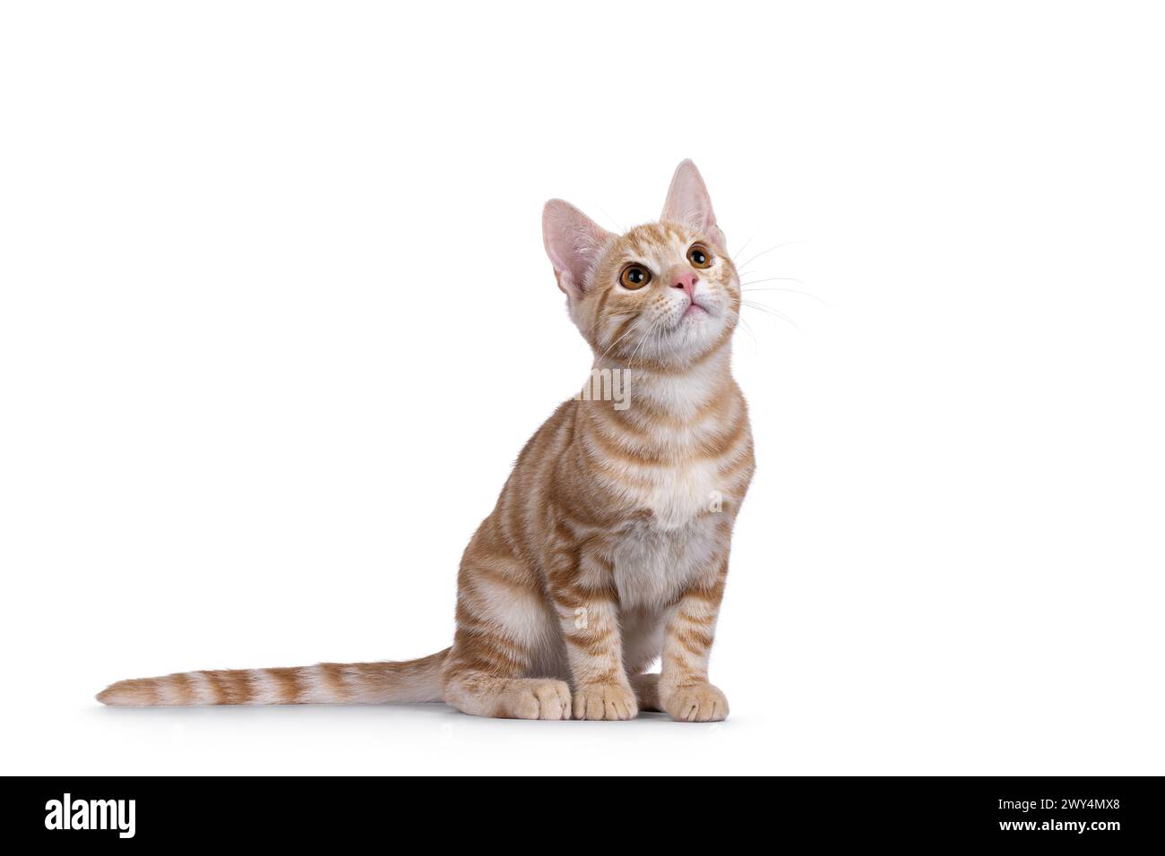 Cute European Shorthair cat kitten, sitting side ways. Looking up and ...