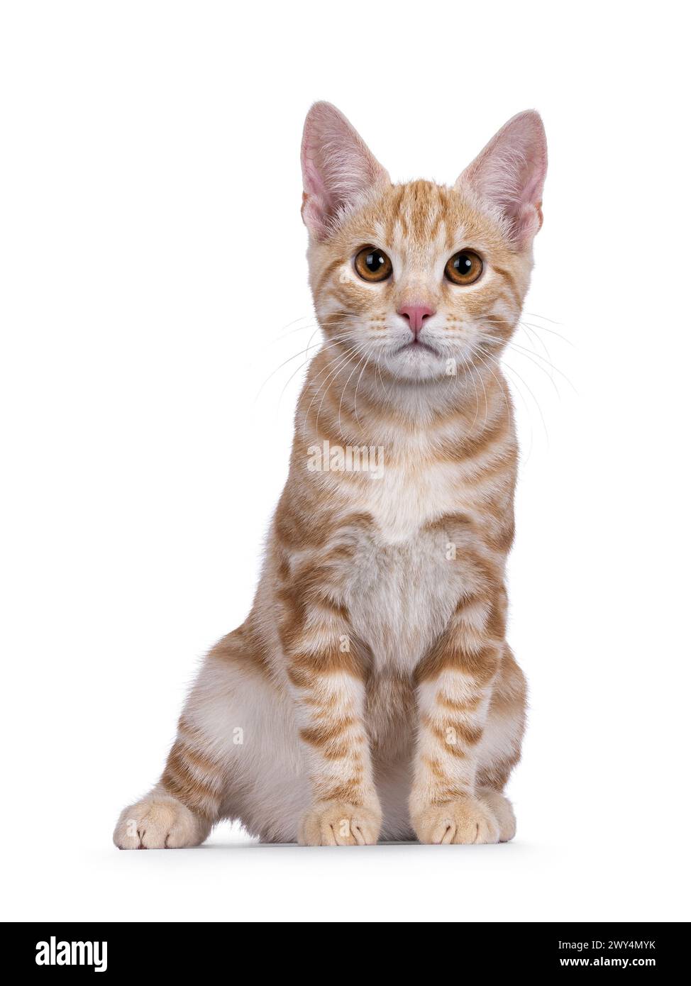 Cute European Shorthair cat kitten, sitting up facing front. Looking ...
