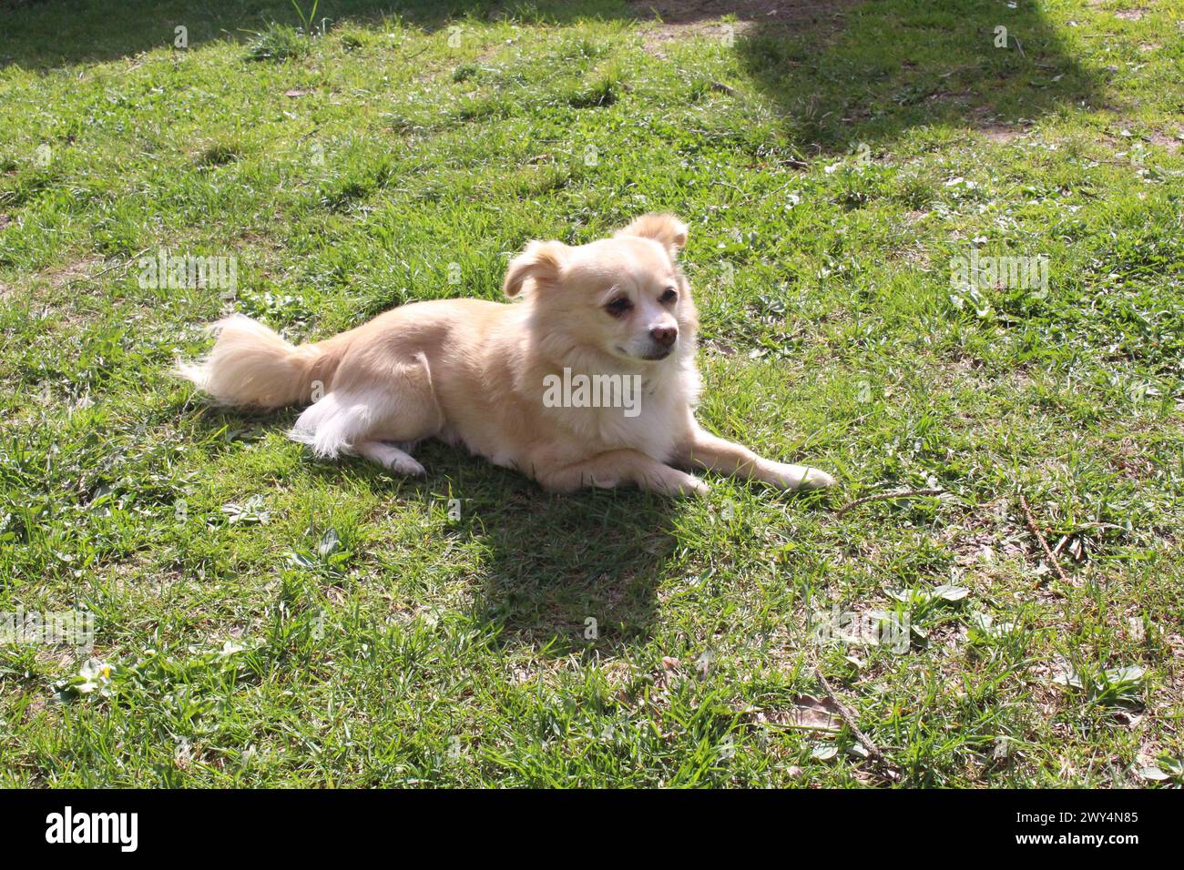 Beige dog hi-res stock photography and images - Alamy