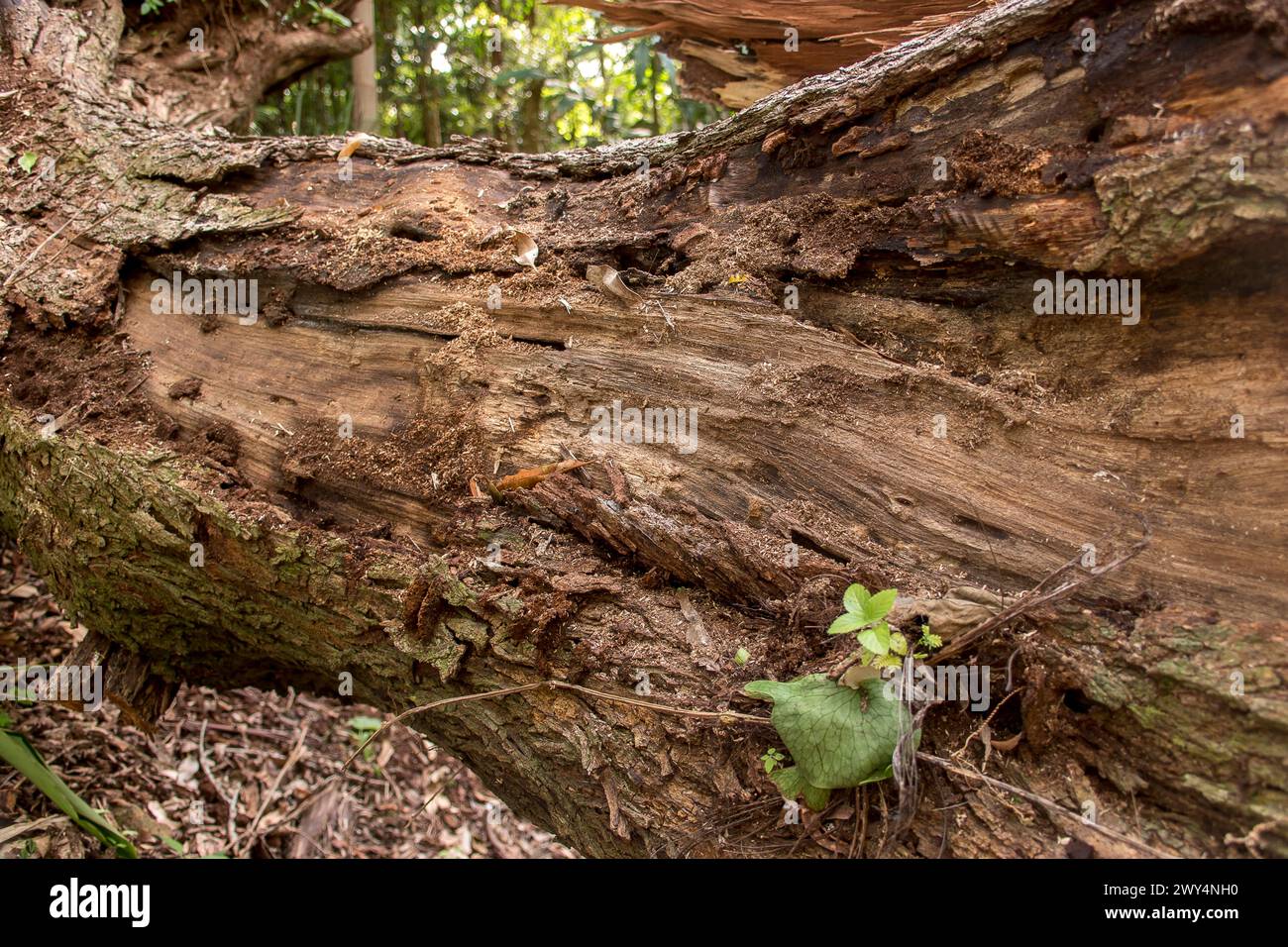 Huge trunk of tree uprooted in freak storm om 25th December 2023. Bark ...