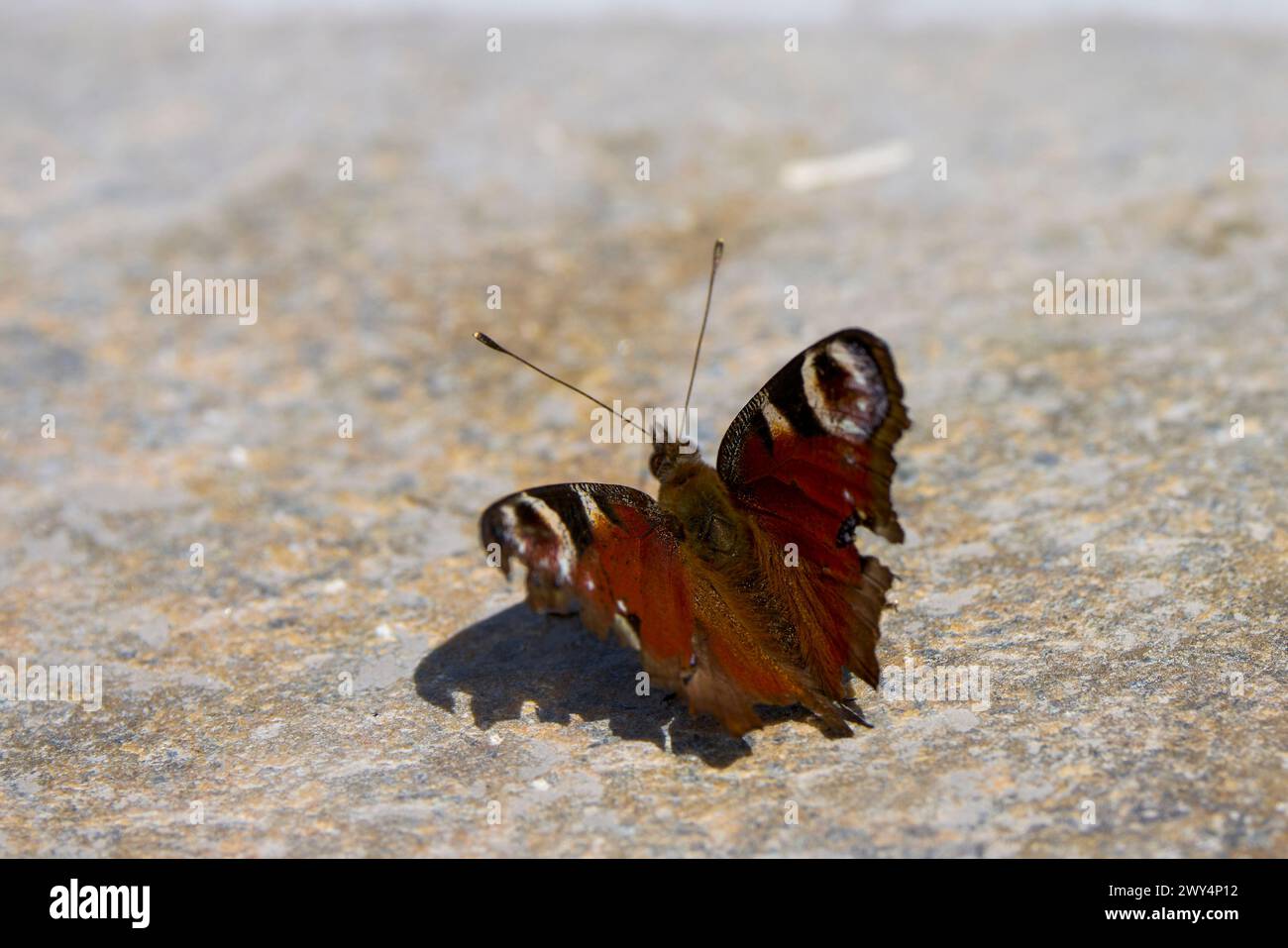 Butterfly with broken wings hi-res stock photography and images - Alamy