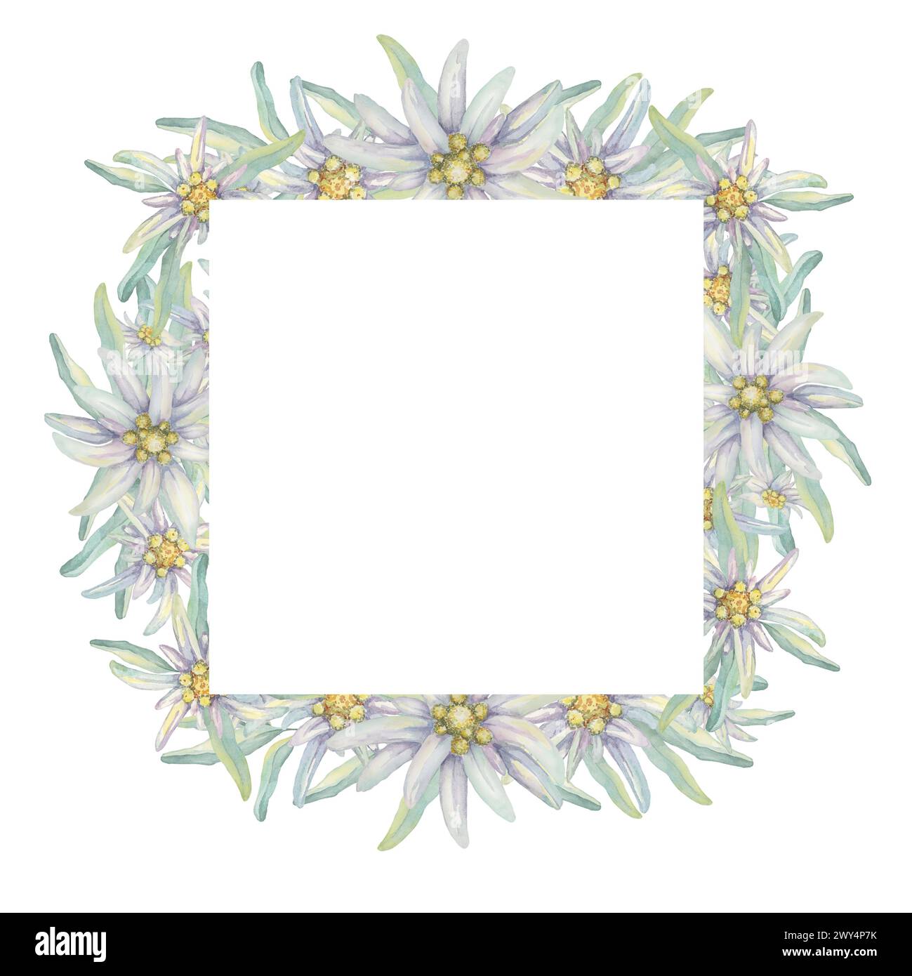 Square wreath of edelweiss flowers. Hand drawn watercolor frame clipart ...