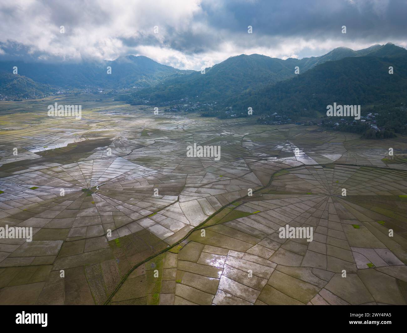 Spider web rice fields hi-res stock photography and images - Alamy