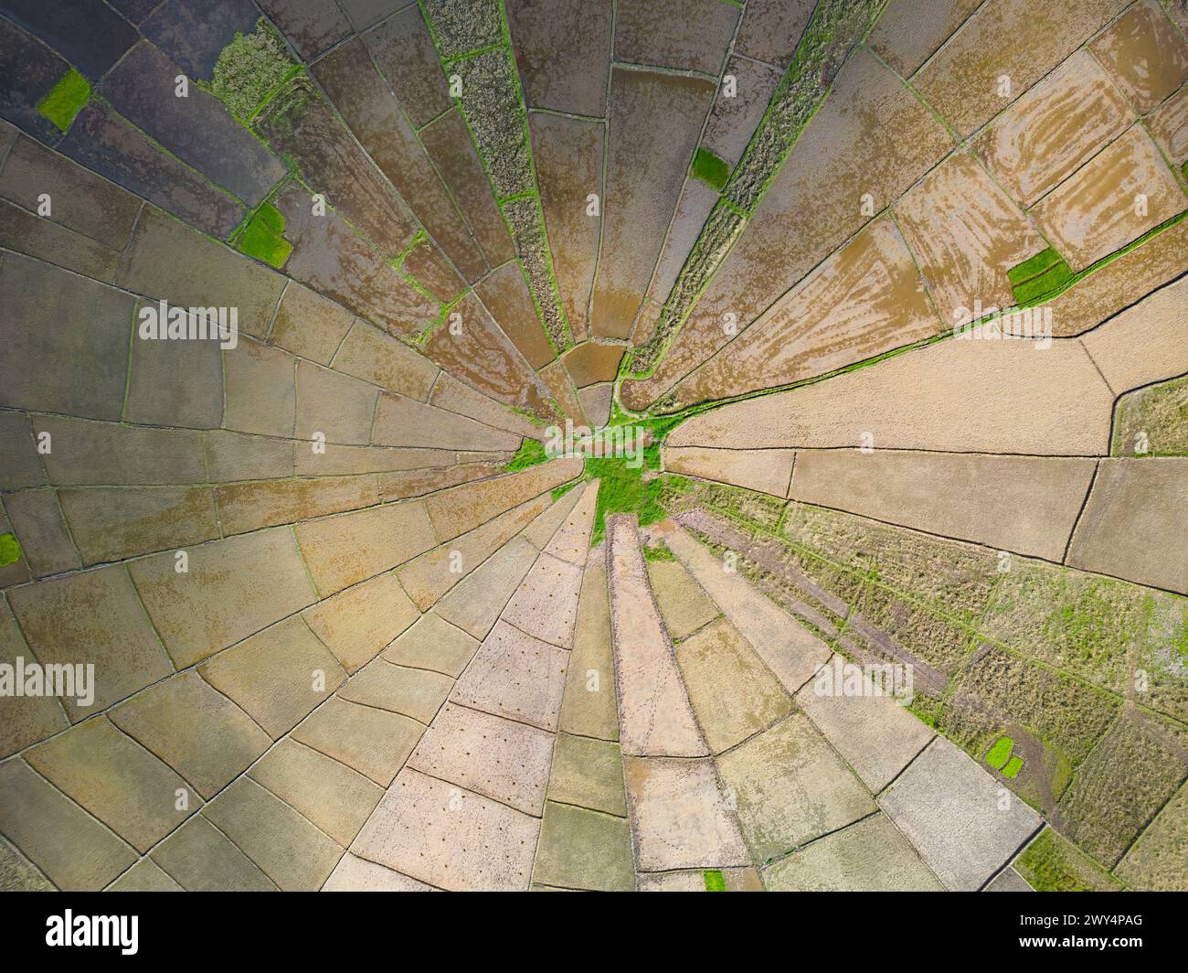 An aerial view of spider web-shaped rice terraces in Flores, Indonesia ...