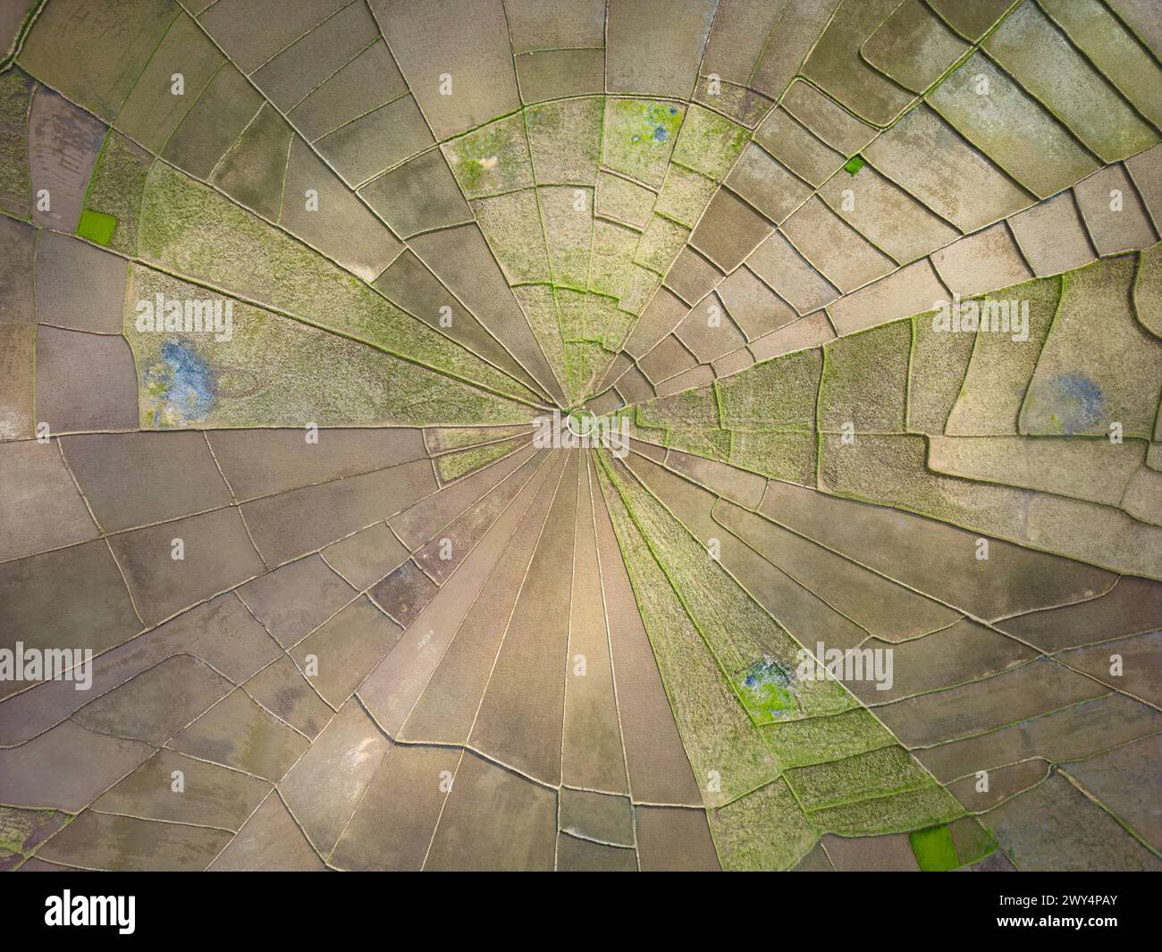 An aerial view of spider web-shaped rice terraces in Flores, Indonesia ...