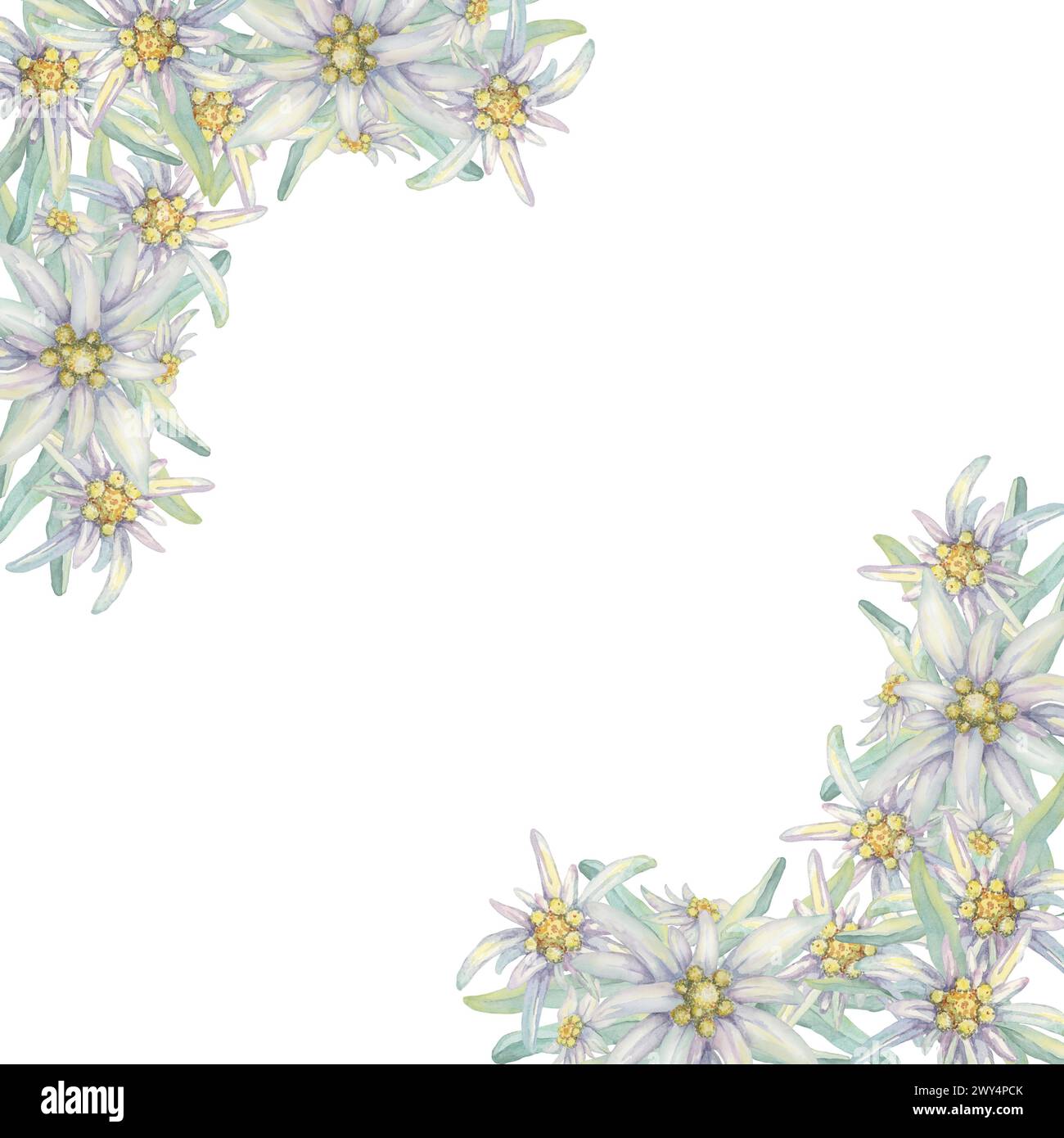 Corner frame with edelweiss flowers. Hand drawn watercolor clipart ...