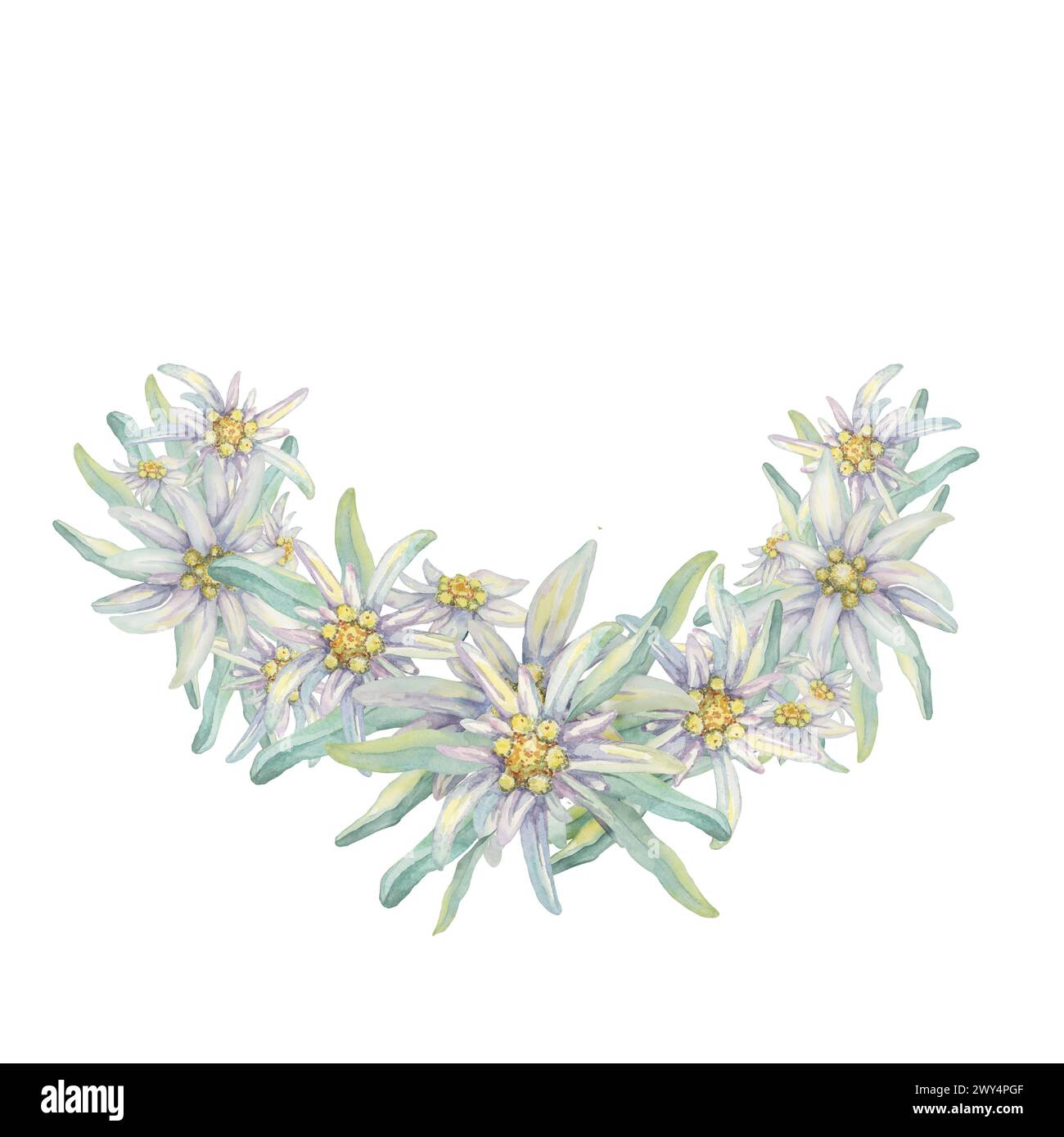 Round wreath of edelweiss flowers. Hand drawn watercolor clipart ...