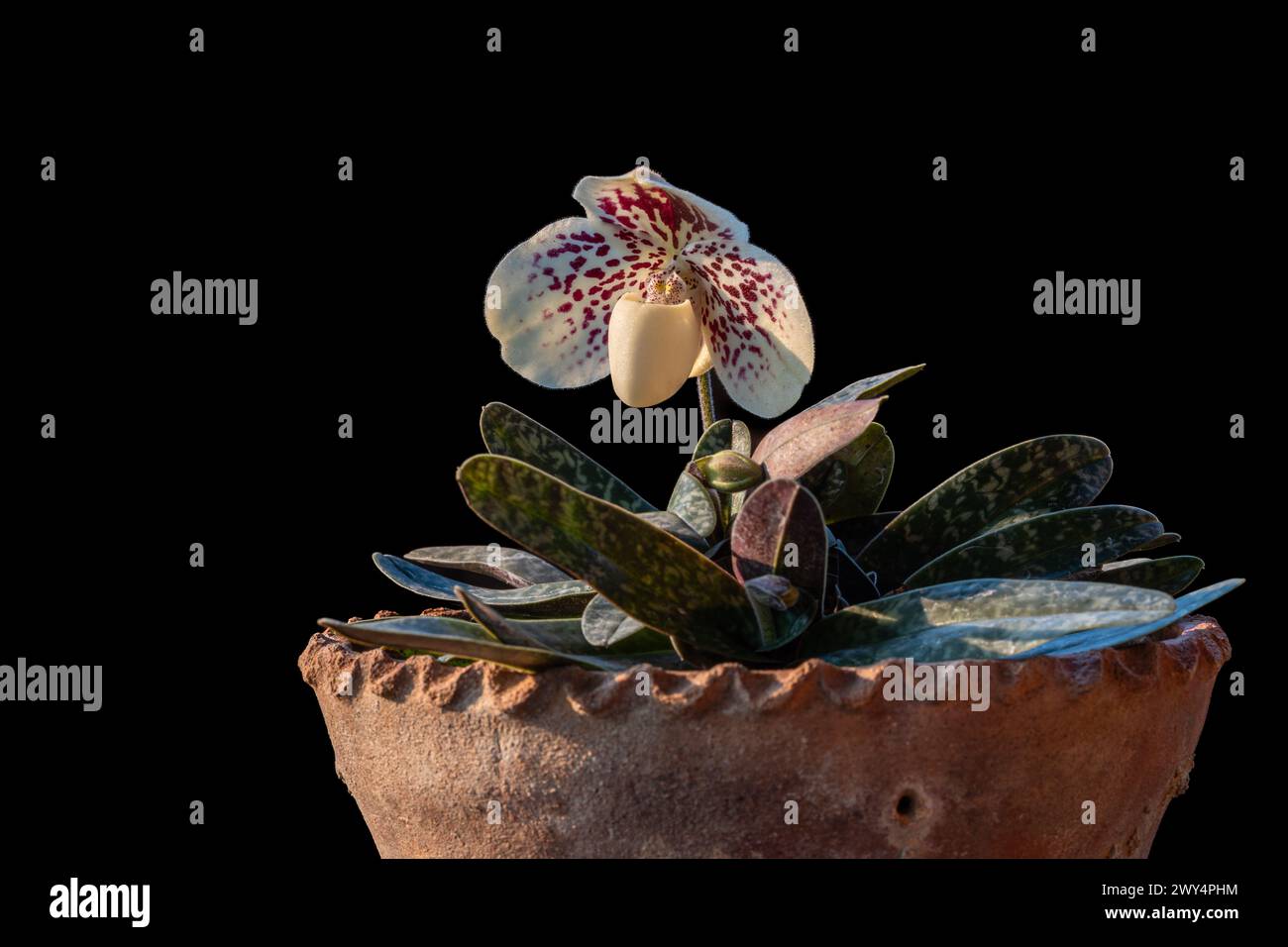 Closeup view of lady slipper orchid species paphiopedilum godefroyae ...