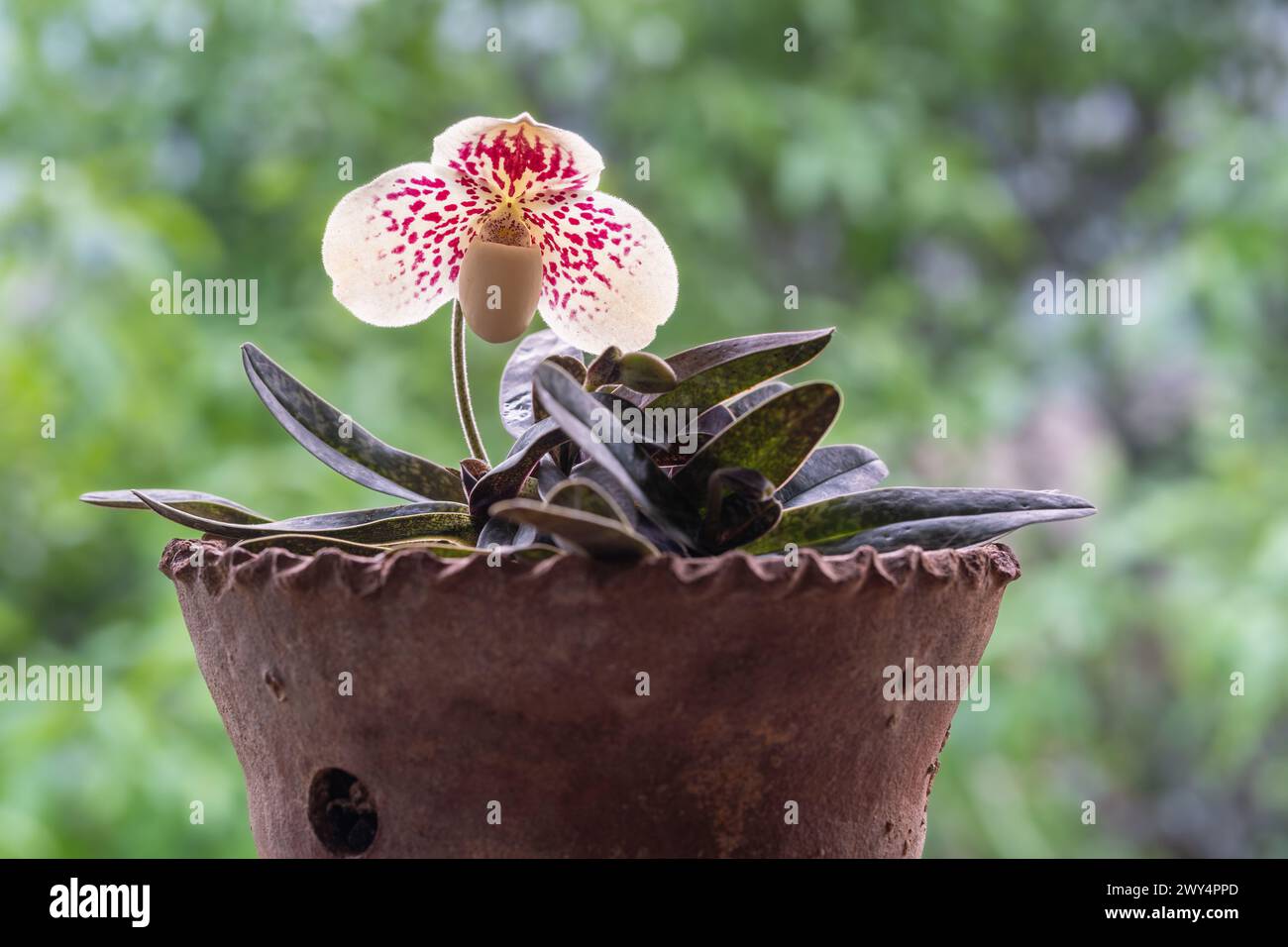 Closeup view of lady slipper orchid species paphiopedilum godefroyae ...
