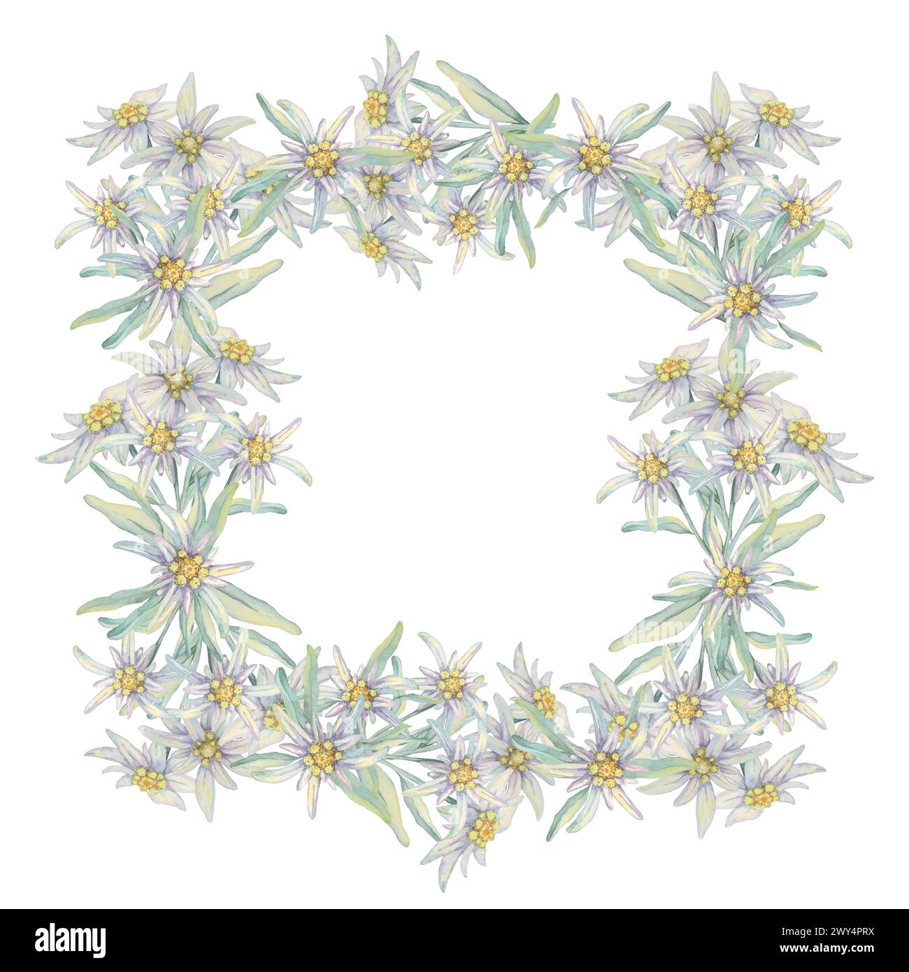 Square wreath of edelweiss flowers. Hand drawn watercolor frame clipart ...