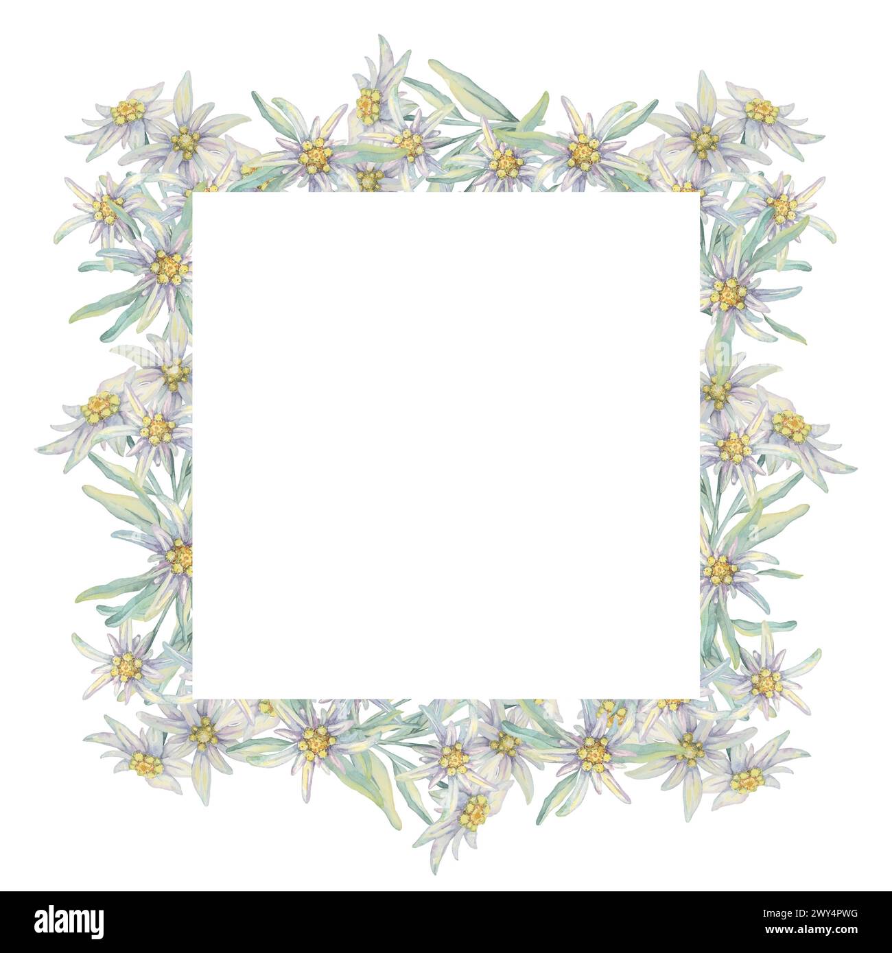 Square wreath of edelweiss flowers. Hand drawn watercolor frame clipart ...