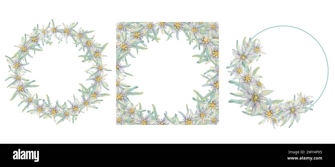 Set of circle frames with alpine edelweiss. Hand drawn wildflower ...
