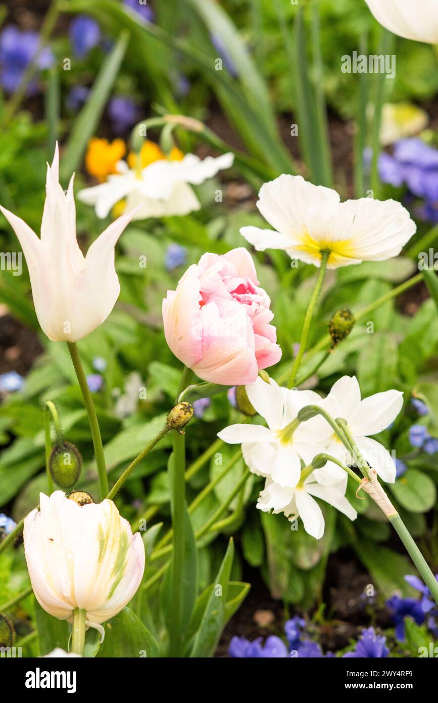 Spring flowers, tulips, poppies, daffodils growing in a garden in a ...