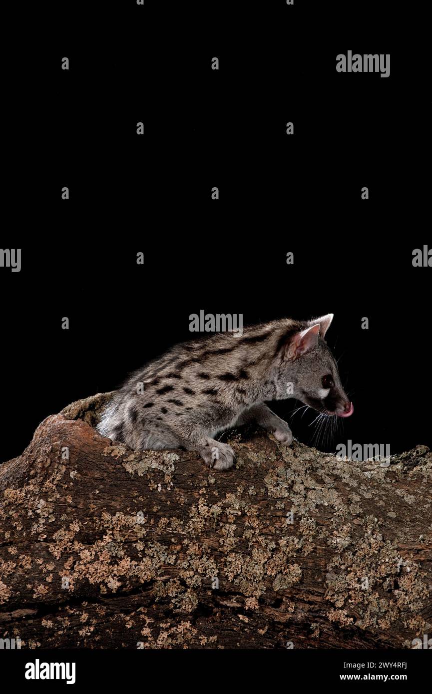Common genet (Genetta genetta) on trunk at night, Avila ,Spain - stock ...