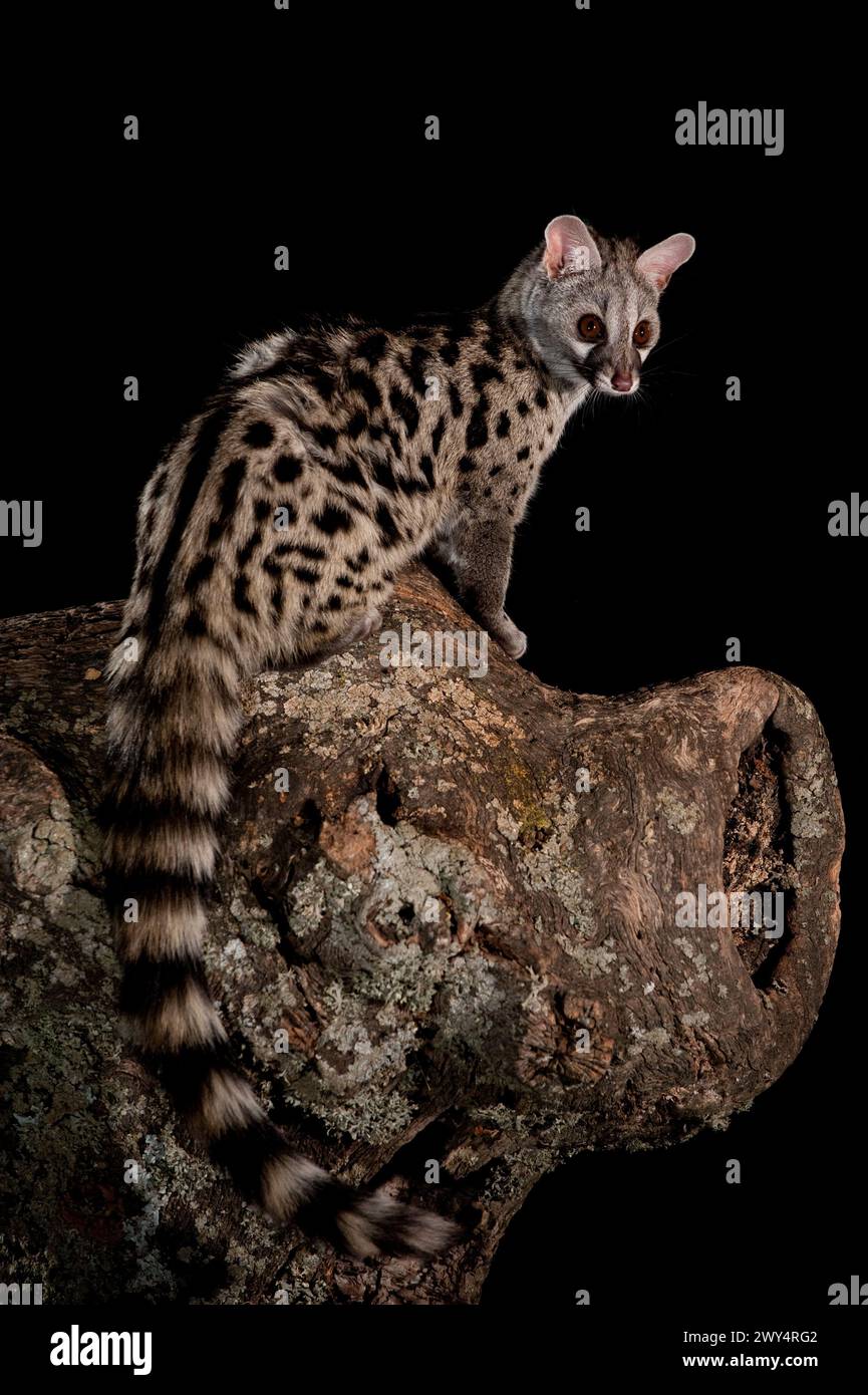 Common genet (Genetta genetta) on trunk at night, Avila ,Spain - stock ...