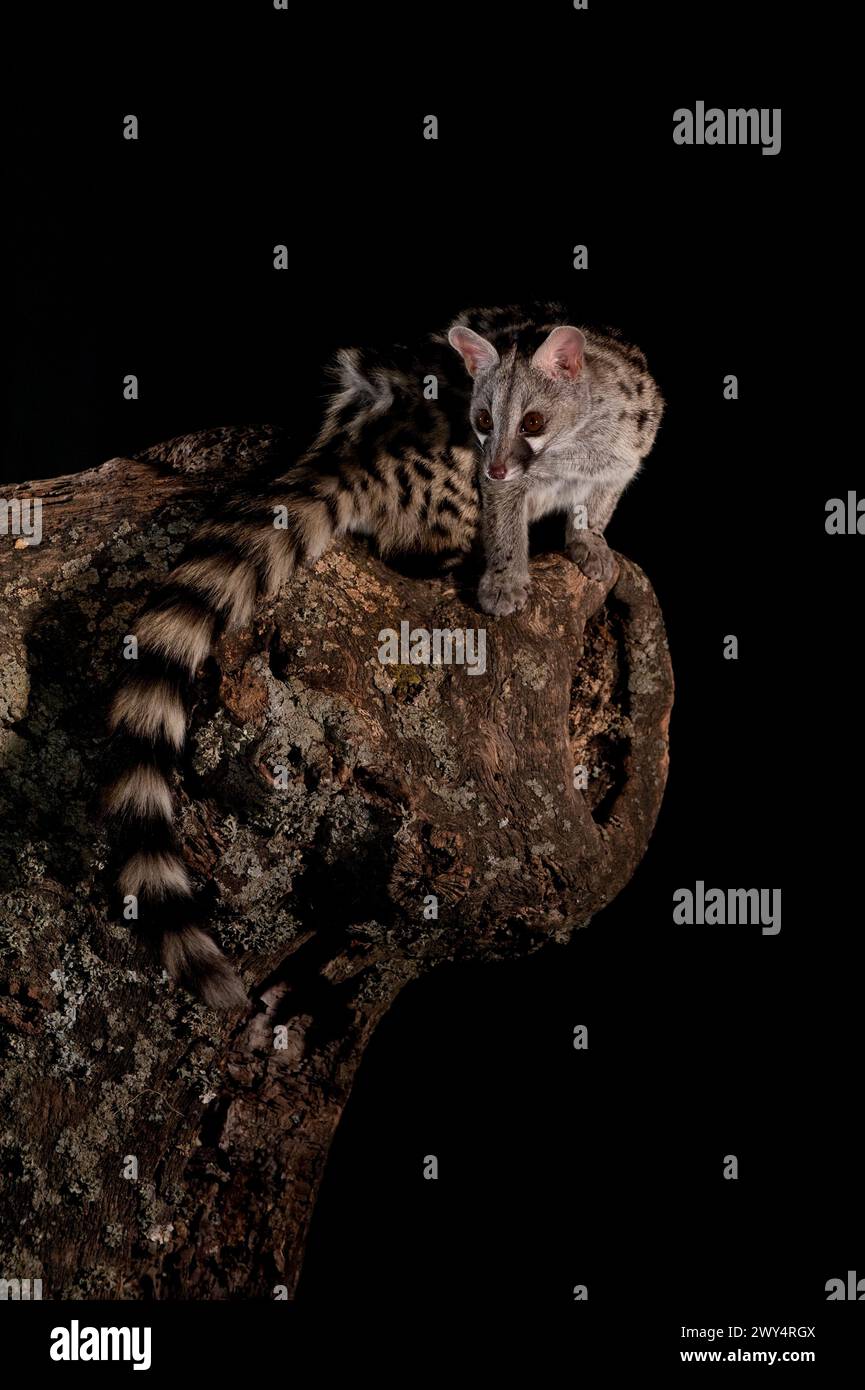 Common genet (Genetta genetta) on trunk at night, Avila ,Spain - stock ...