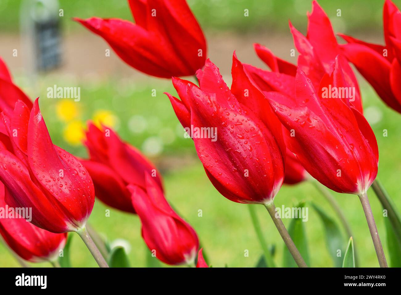 Tulips growing in the garden during spring Stock Photo - Alamy