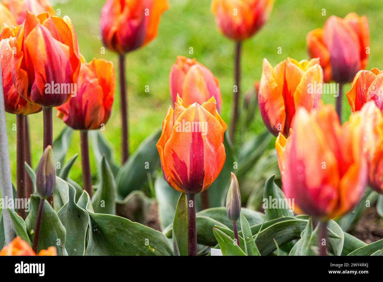 Tulips growing in the garden during spring Stock Photo - Alamy