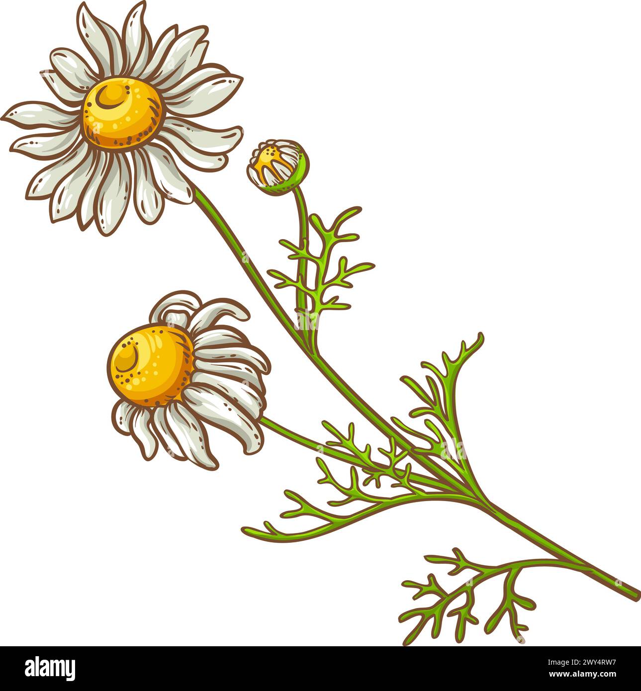 Matricaria chamomilla illustration Stock Vector Images - Alamy