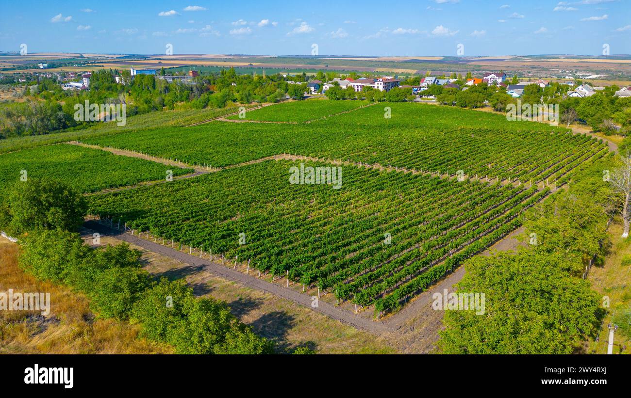 Panorama view of Cricova vineyard in Moldova Stock Photo - Alamy