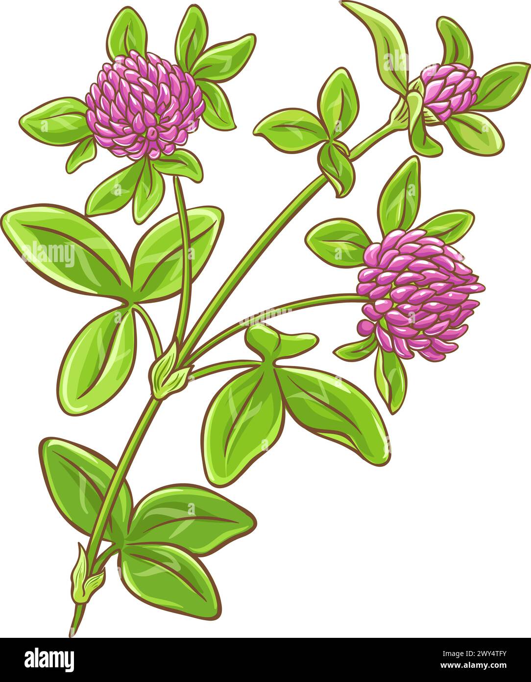Clover Plant Colored Detailed Illustration Stock Vector Image & Art - Alamy
