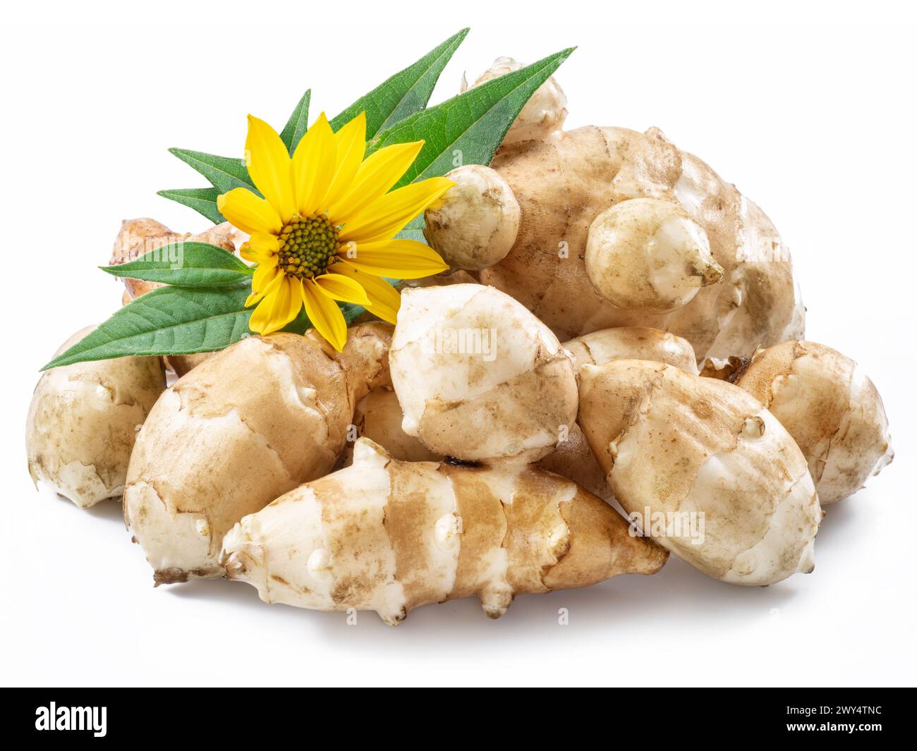 Jerusalem artichokes with flower and leaves isolated on white ...