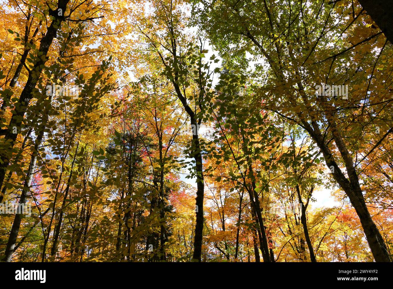 A dense forest with tall trees, showcasing vibrant yellow foliage at the canopy level Stock ...