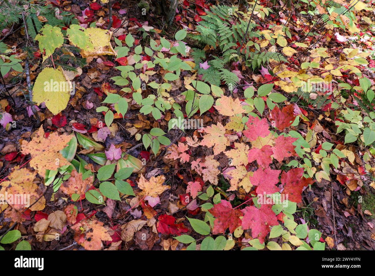 Leaves leafy forest floor hi-res stock photography and images - Alamy