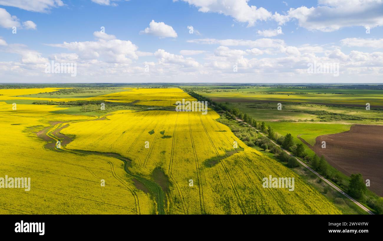 Aerial drone top view of yellow blooming field of rapeseed with lines ...