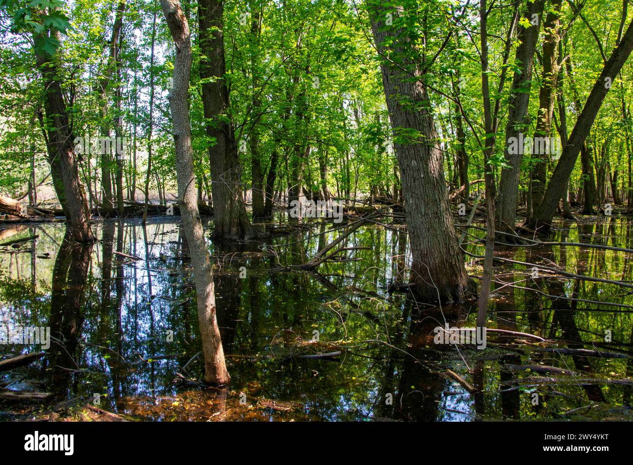 Swamp murky water hi-res stock photography and images - Alamy