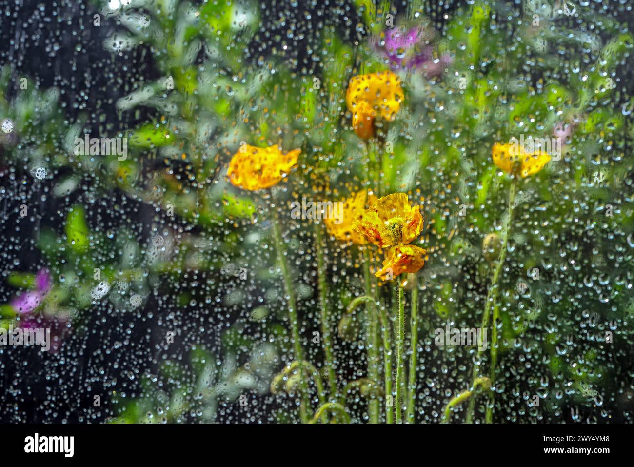 Rain streaked glass hi-res stock photography and images - Alamy