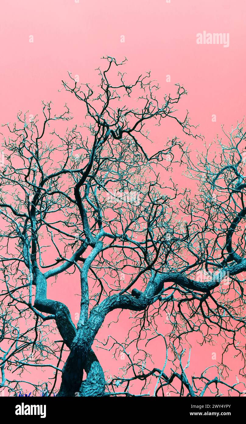 Pop art of large blue tree with dry branches standing against pink sky ...